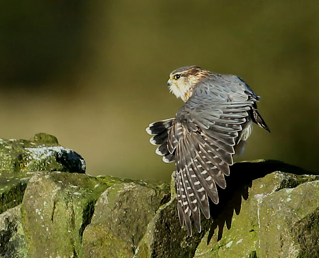 Darley Dale Wildlife: Merlin - male