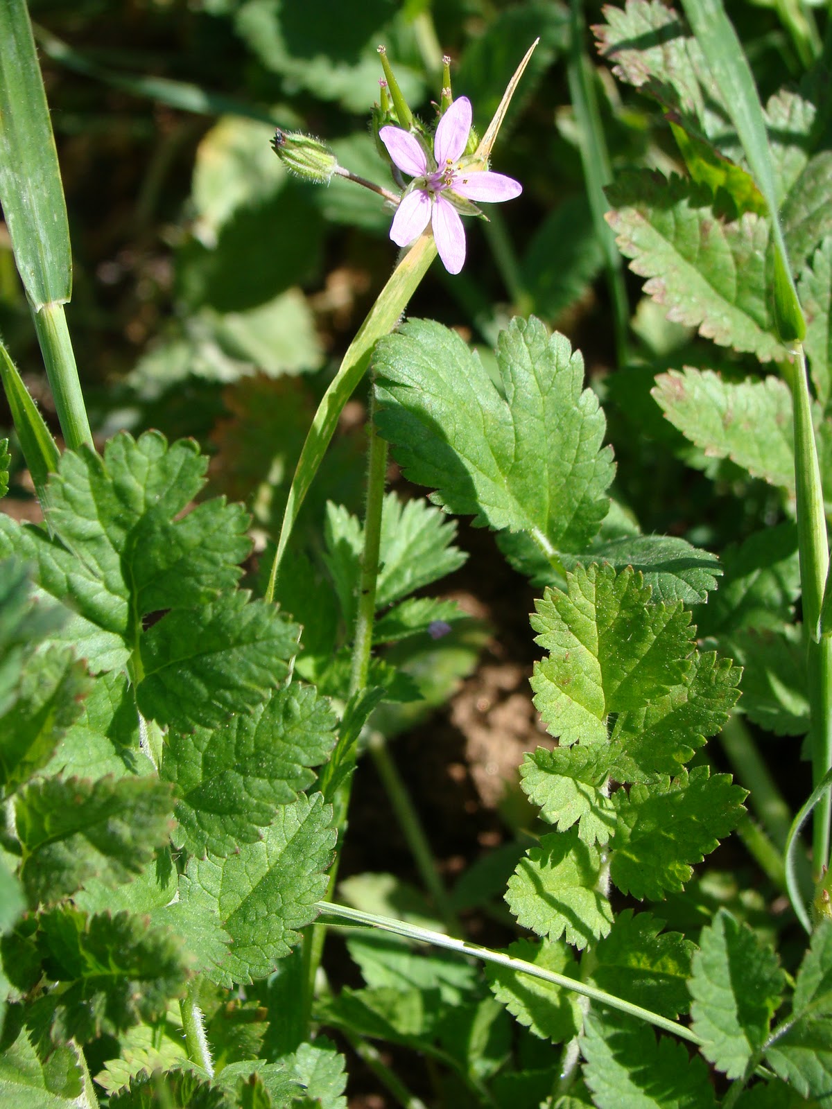 Leaves of Plants: Filaree