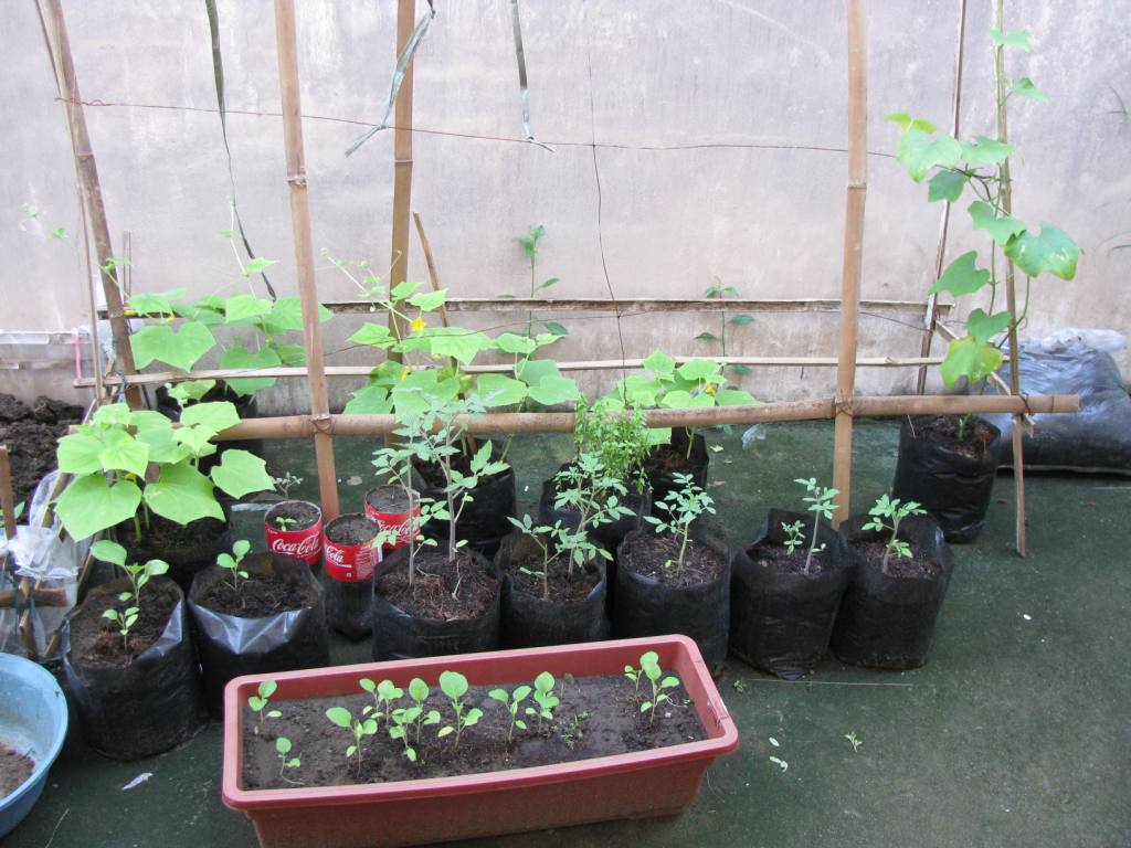 don't just sit there, SEW: oh my pechay...