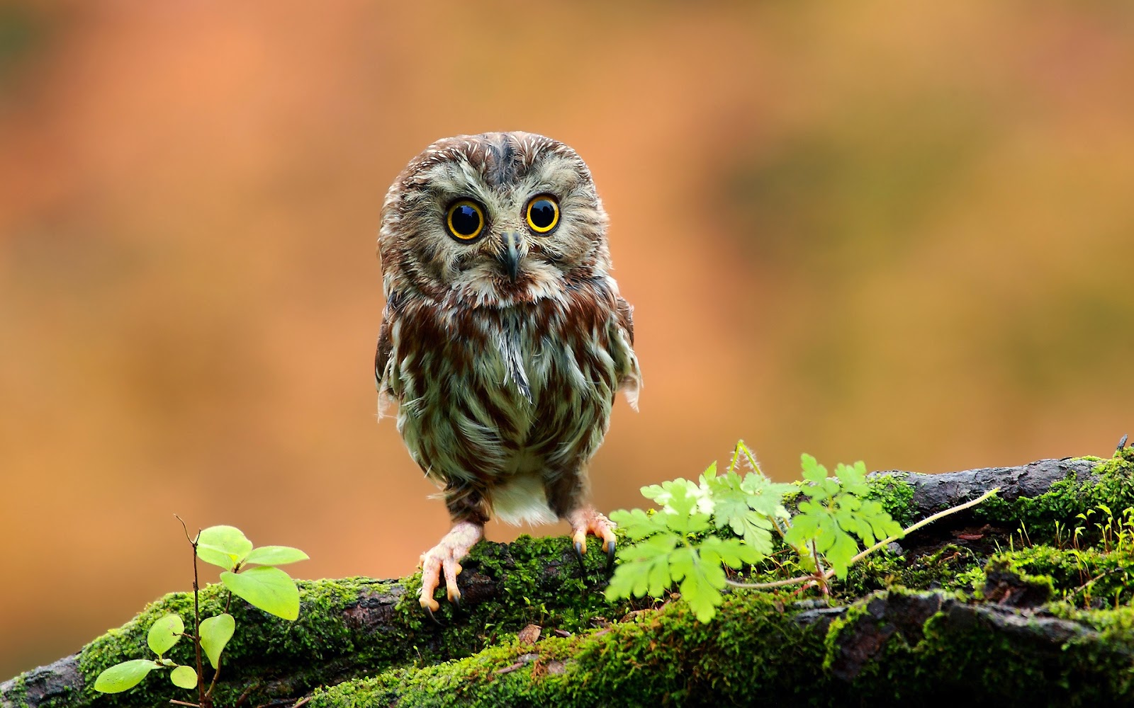 Un mundo lleno de animales: LOS BÚHOS