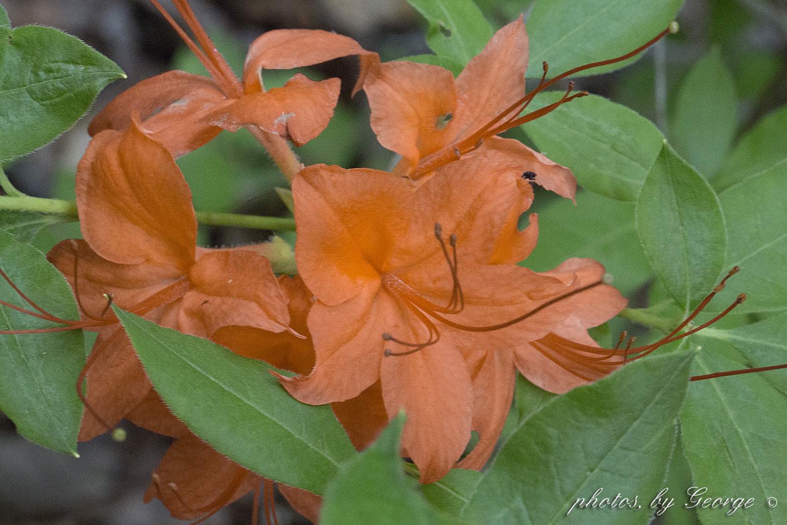 "What's Blooming Now" : Flame Azalea (Rhododendron calendulaceum)