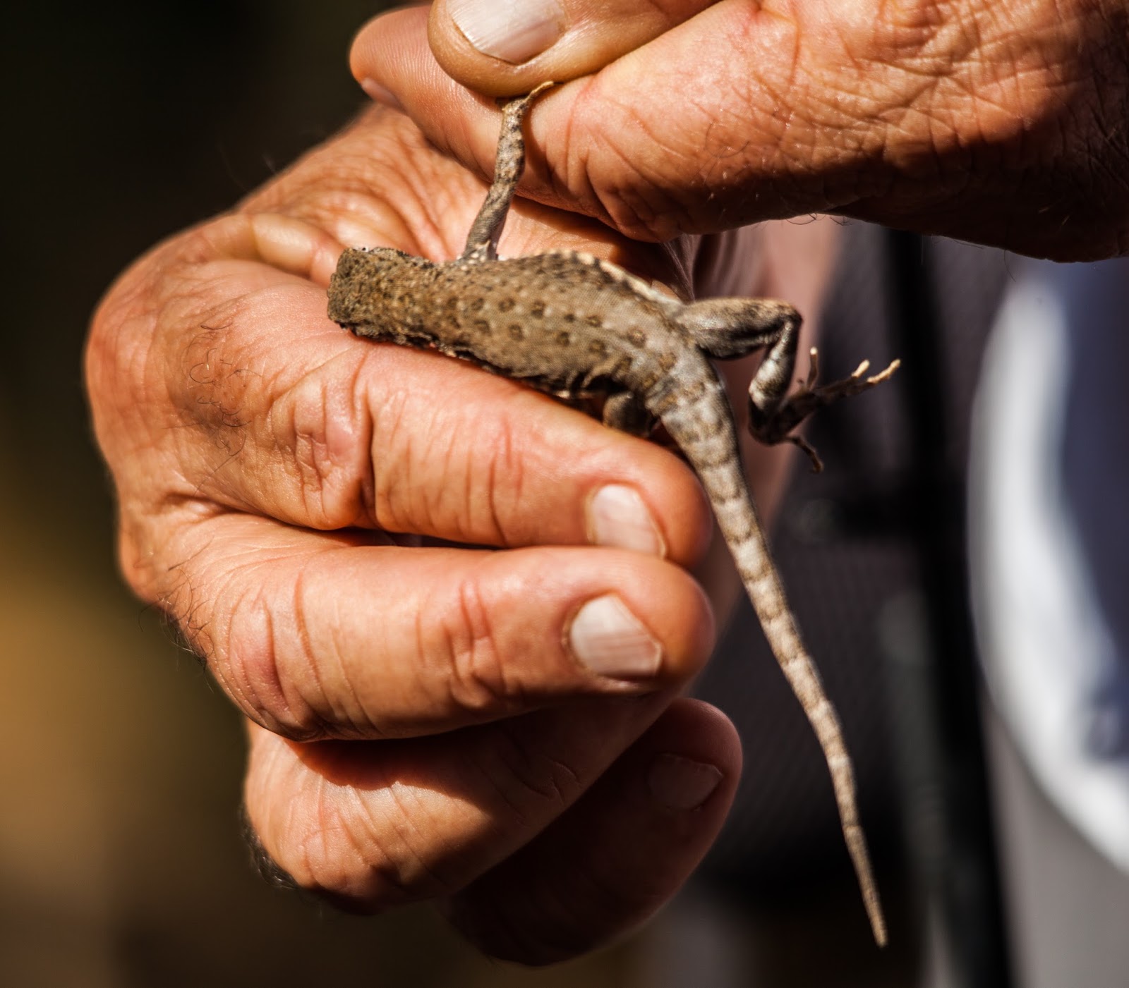 Walking Arizona: Shaking Hands with a Lizard