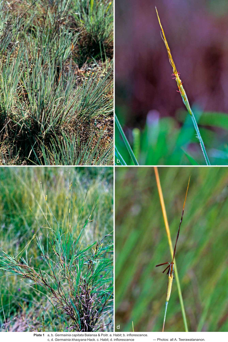 Species New to Science: [Botany • 2013] A Taxonomic Revision of ...