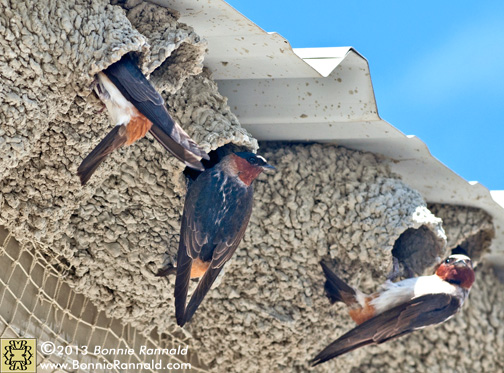 Bonnie Rannald's Photo-Explorations in focus with nature. : Cliff ...