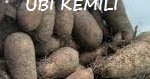 Anim Agro Technology: UBI KEMILI , KENTANG JEMBUT ENAKNYA!