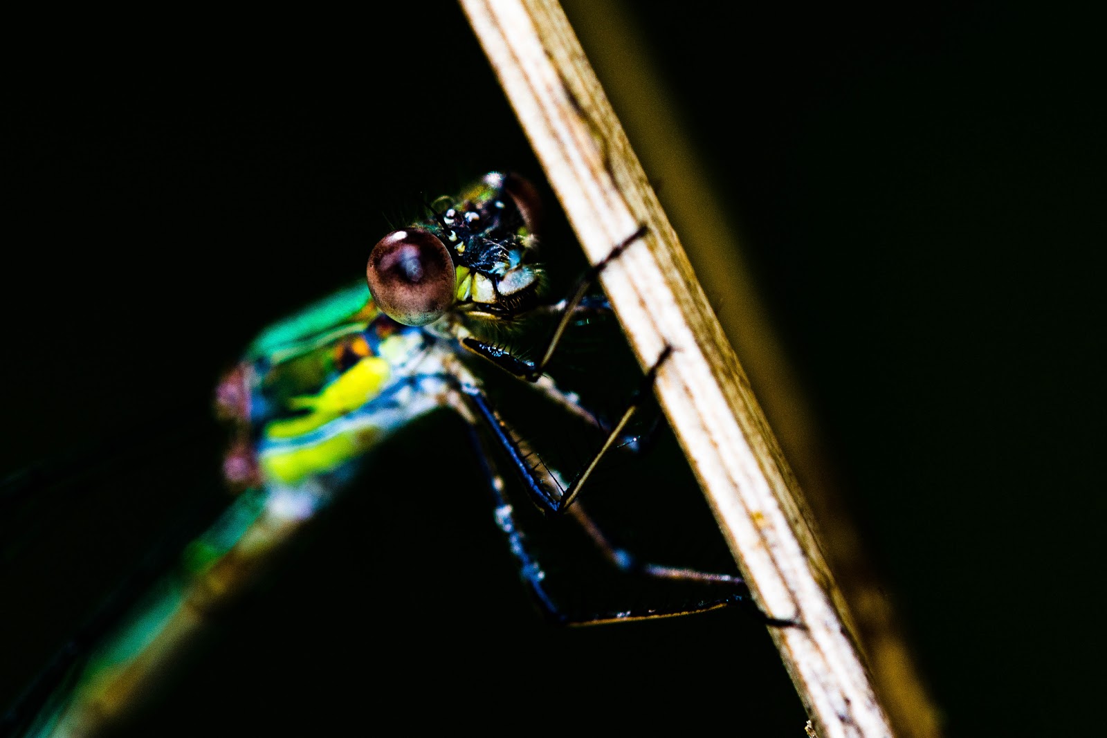 Claes`s Photo blog: photographing with a monopod.