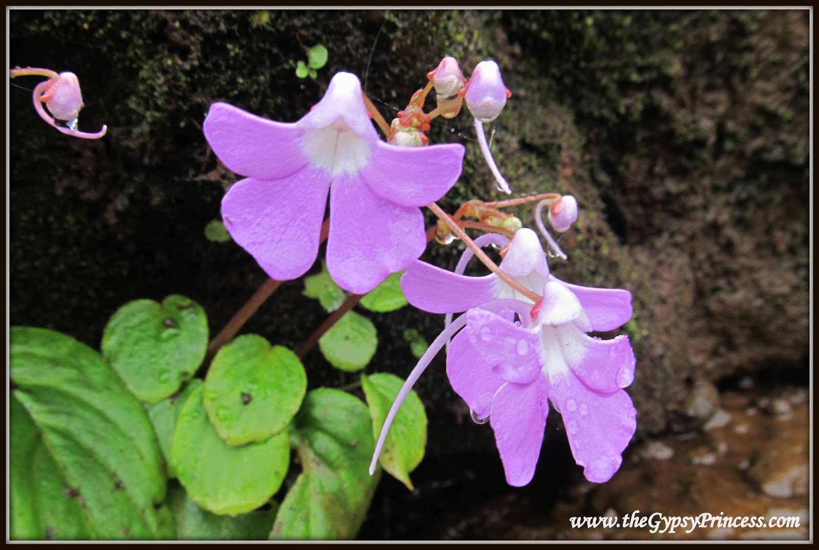 Flowers of Sahyadri by Gypsy Princess: Flower 1