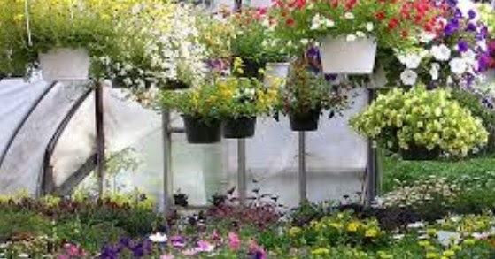 20+ Top Desain Taman Dengan Bunga Anggrek