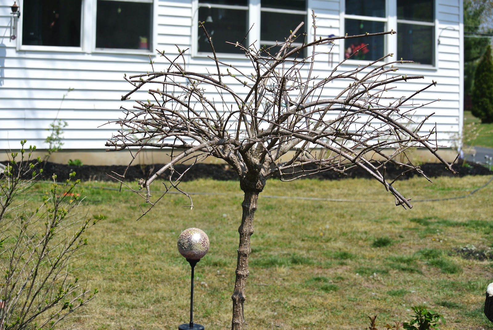 Fred's Gardening Notes: Planting Grafted Trees