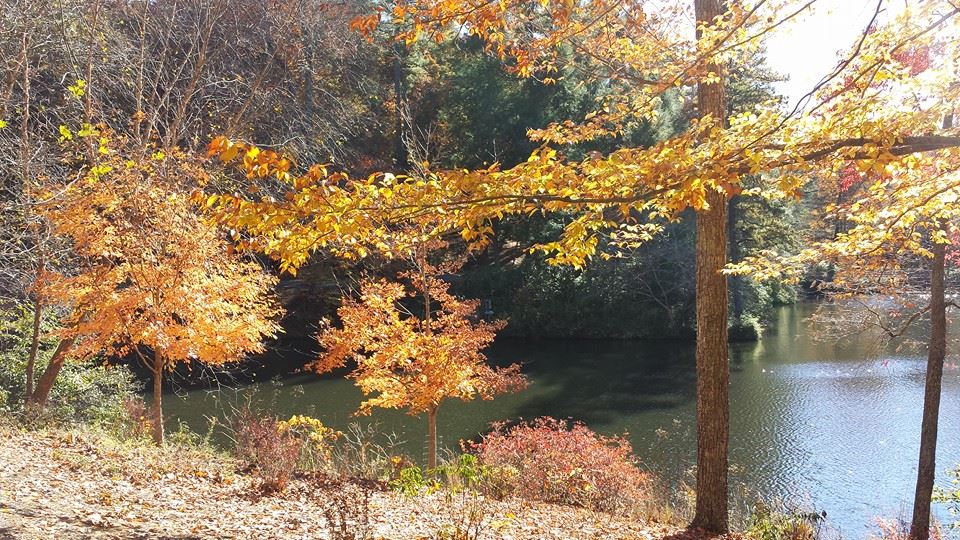 FOCAL POINT STYLING: Seasons Change - Fall Foliage at the Biltmore Estate
