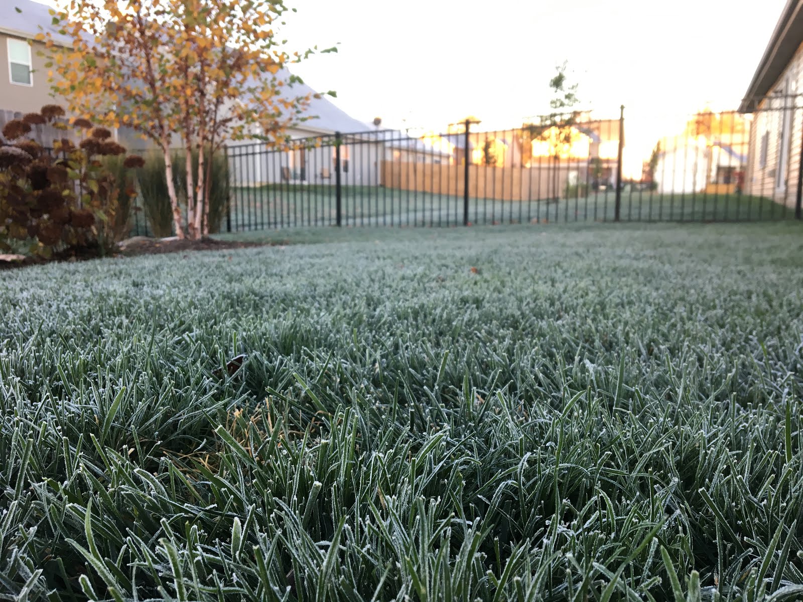 Noblesville Fall 2016 First Frost and First Snow [Backyard Neophyte ...
