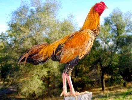 HAKA AVASTY FARM: MACAM - MACAM AYAM PETARUNG YANG POPULER DIKALANGAN ...