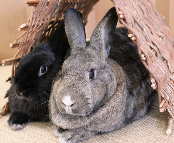 Tales from The Raspberry Rabbits: Happy Friday and a Sneaky Peeky