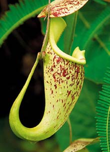 Brunei Share: March 2013