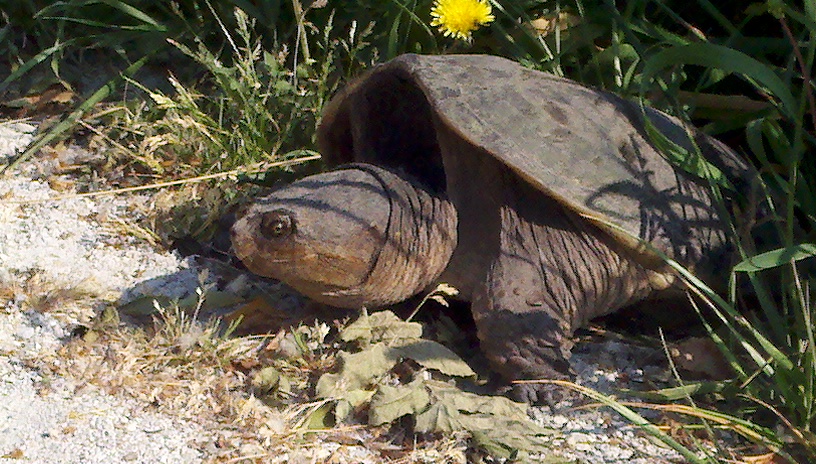 Zen Throw Down: Wildlife on the Bike Paths