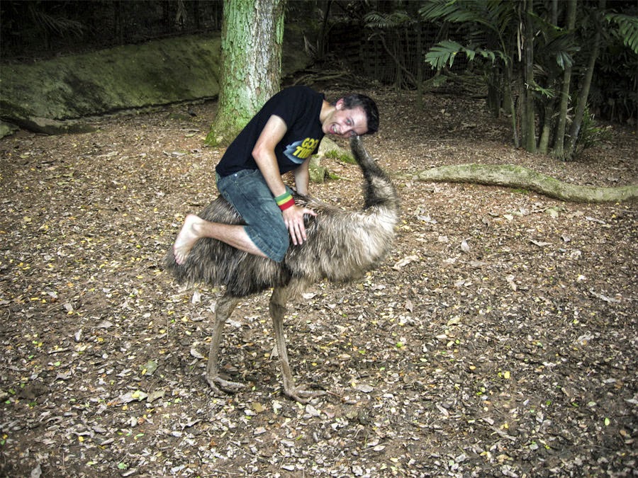 EMU photos - wallpapers | the fun bank