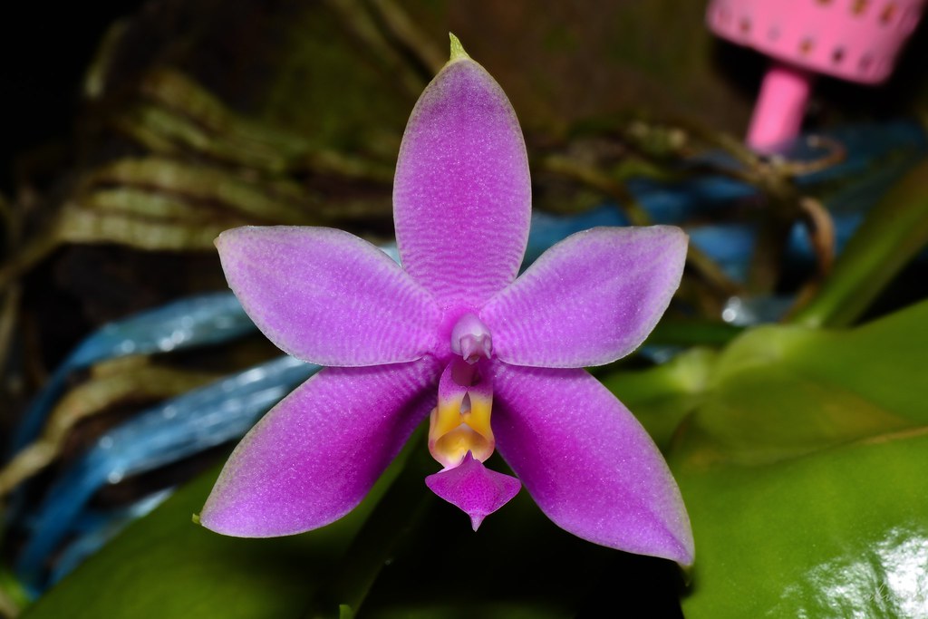 Phalaenopsis violacea care and culture | Travaldo's blog