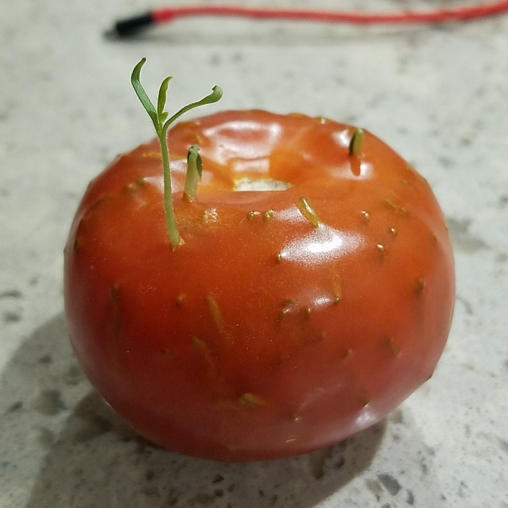 Vivipary or Why My Tomatoes Are Mutating? | Amusing Planet
