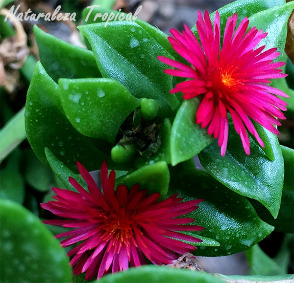 Mi Remanso De Paz : Aptenia Cordifolia, La Suculenta Que Tendrás ...