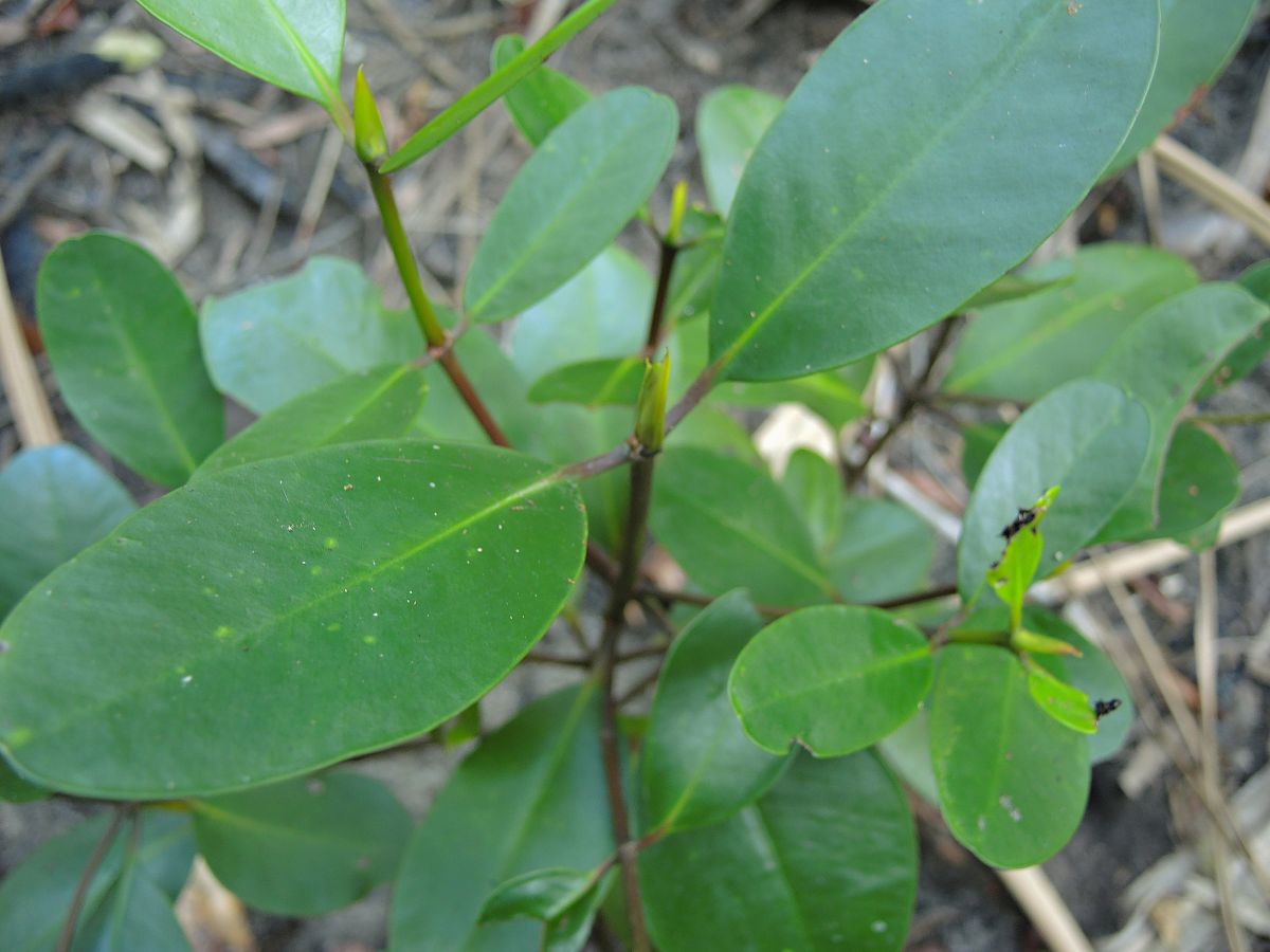 Queensland Coast: Australia's Spurred Mangroves (Ceriops sp.)