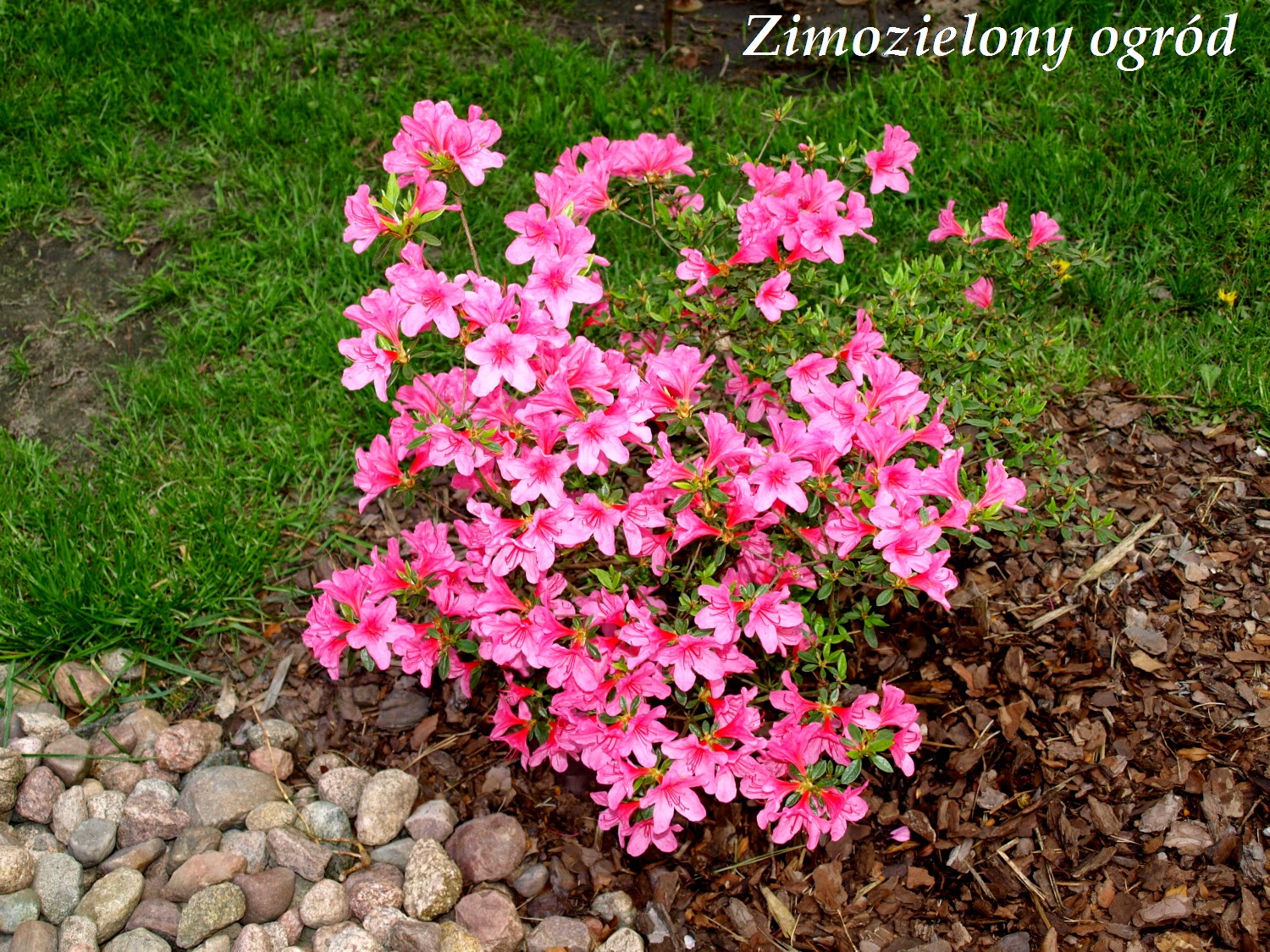 Zimozielony ogród: Kwitną azalie i różaneczniki