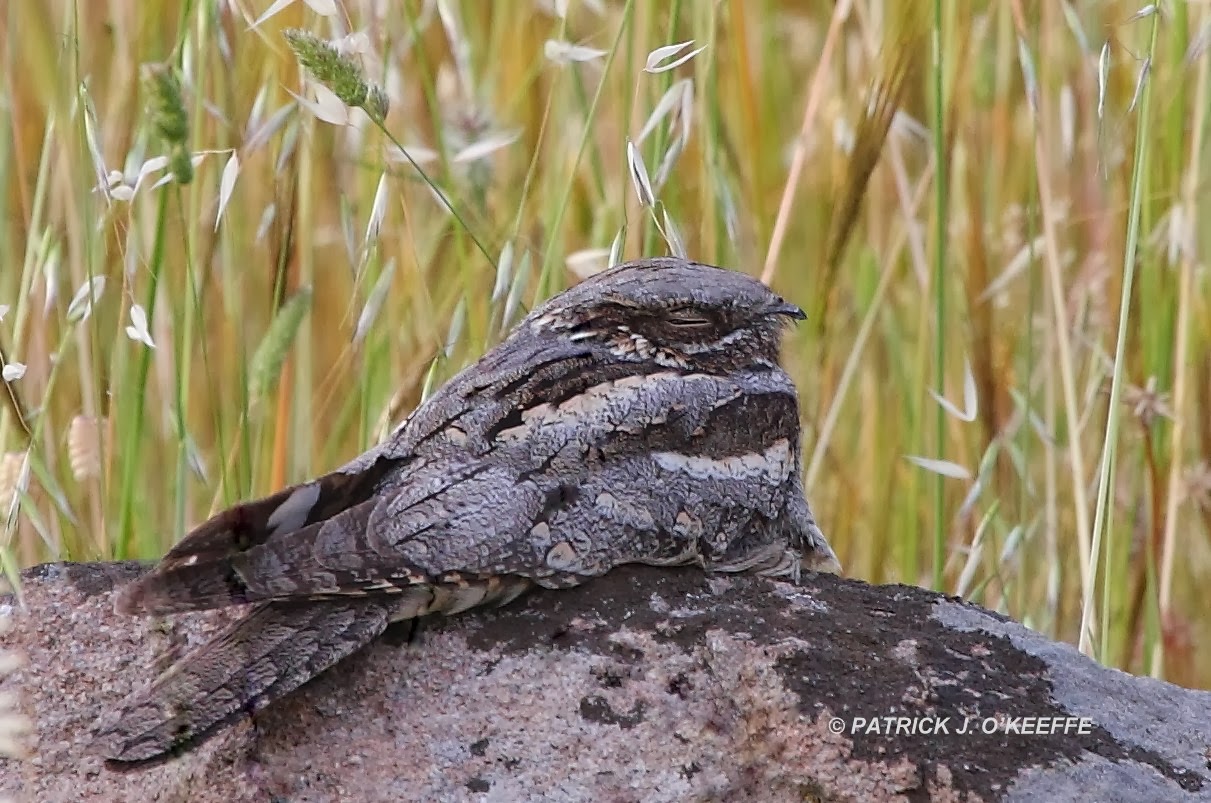 Raw Birds: EUROPEAN NIGHTJAR (Caprimulgus europaeus) Old Sanatorium ...