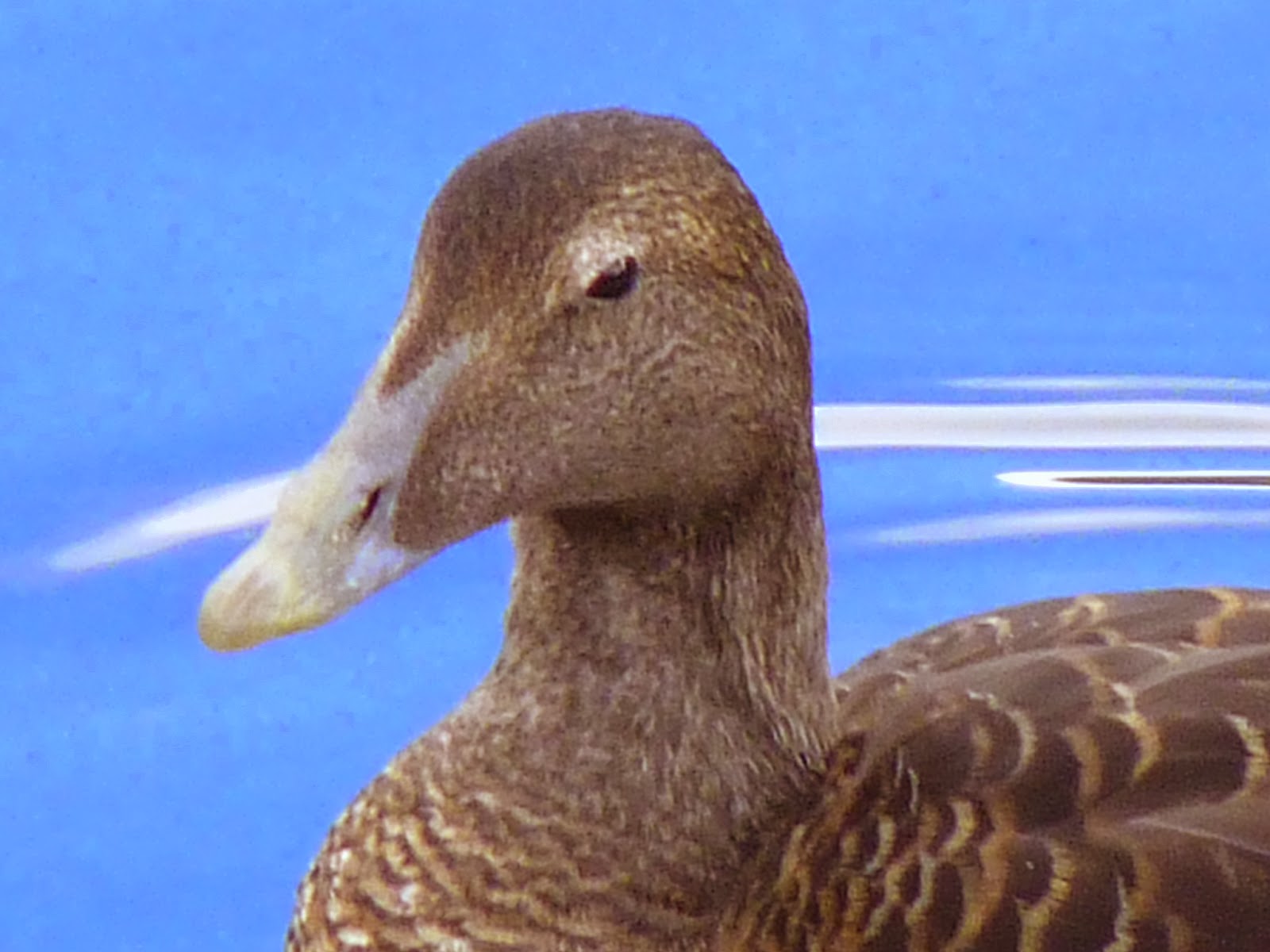 Birding For Pleasure: Eider Duck