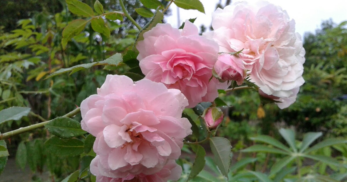 Bunga mawar pink - Manfaat-Lab