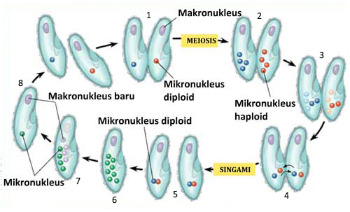 Pengertian dan Proses Konjugasi Paramaecium - EDUBIO