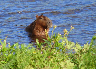 Viajantes de Chuí: Estação Ecológica do Taim