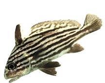 Pez roncador | Naturaleza asombrosa, maravillas naturales