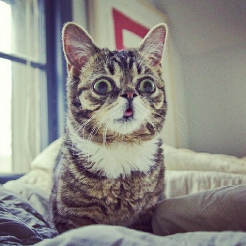 Meet this cute Lil Bub (25 pics) | Amazing Creatures