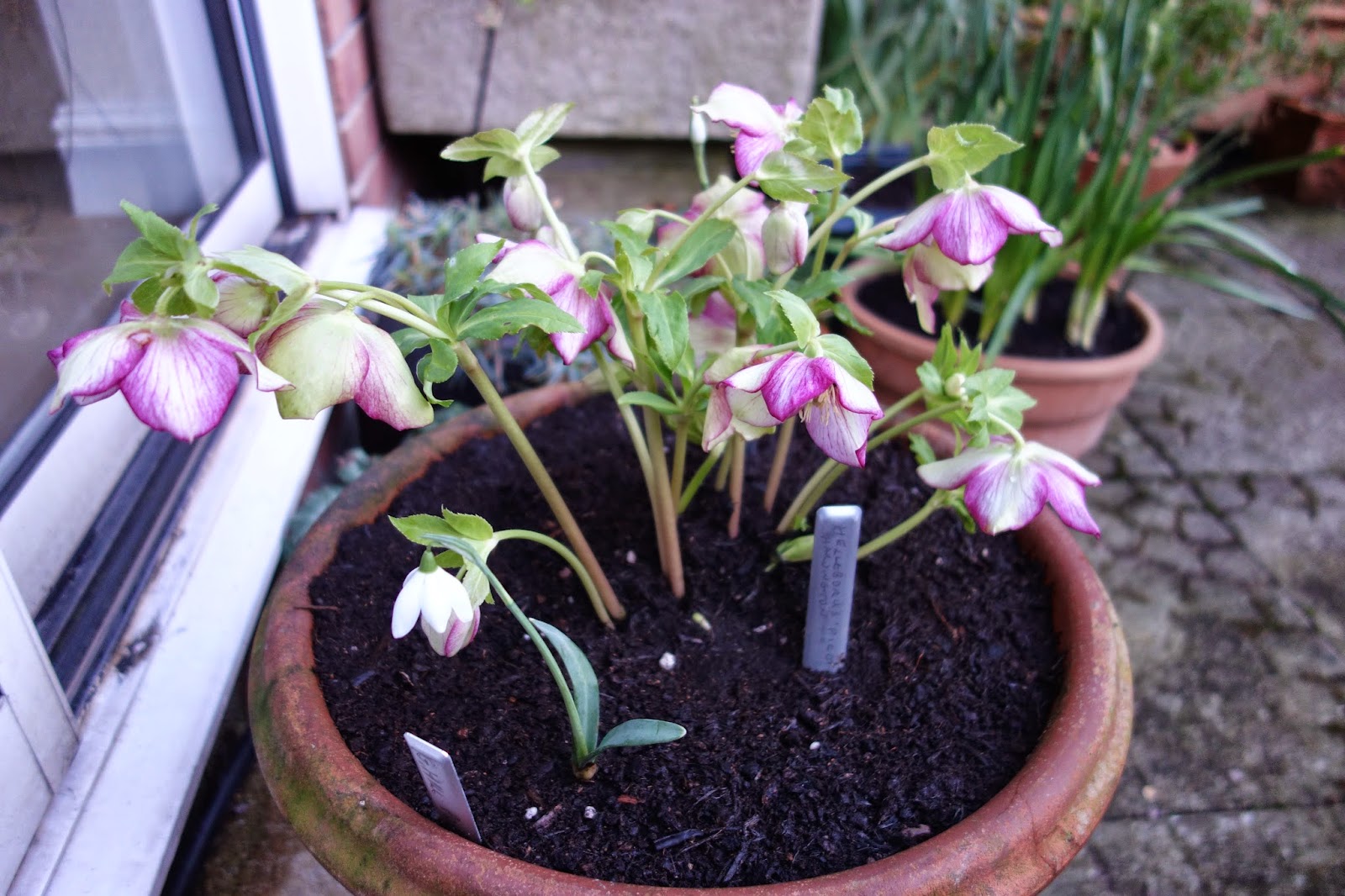 Galanthus : Helleborus x hybridus Harvington double lilac speckled ...