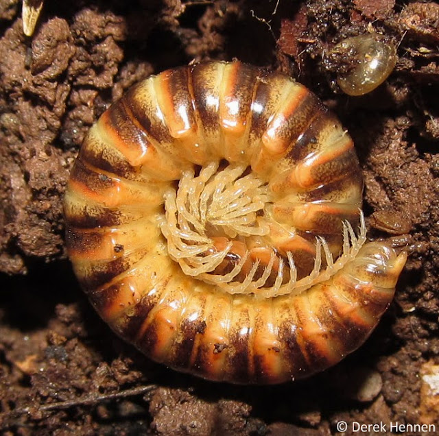 Normal Biology: Choosing my favorite millipede