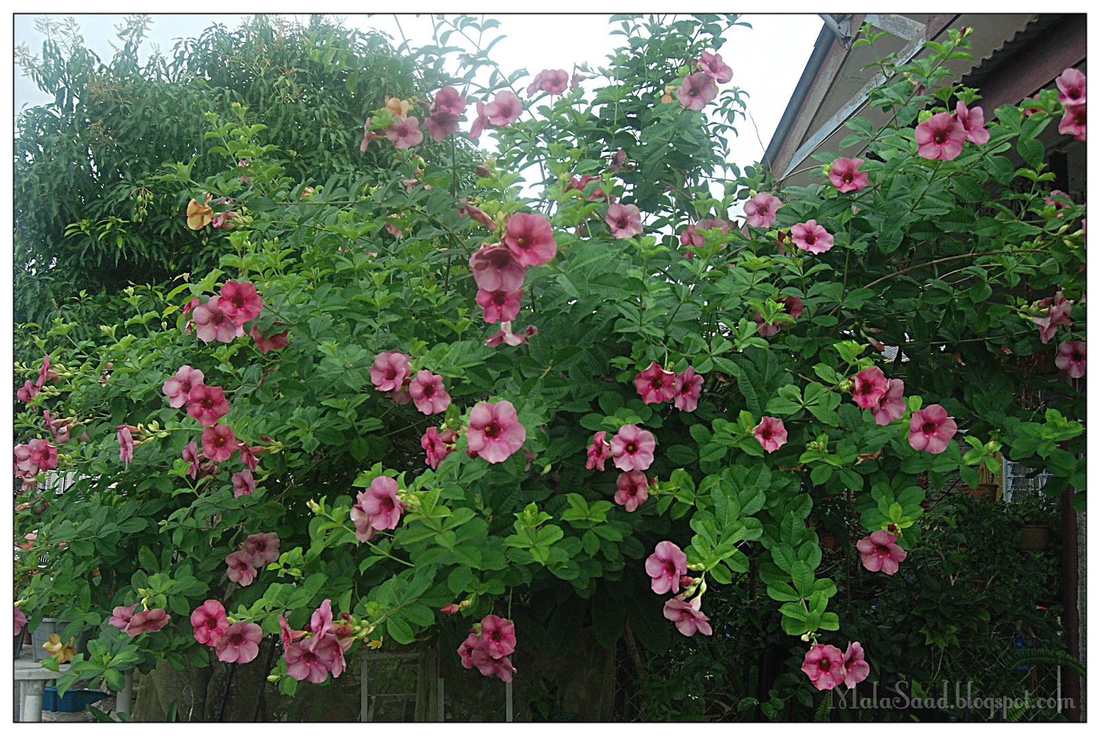 My Green Eye's: Bunga-Bunga Hujan