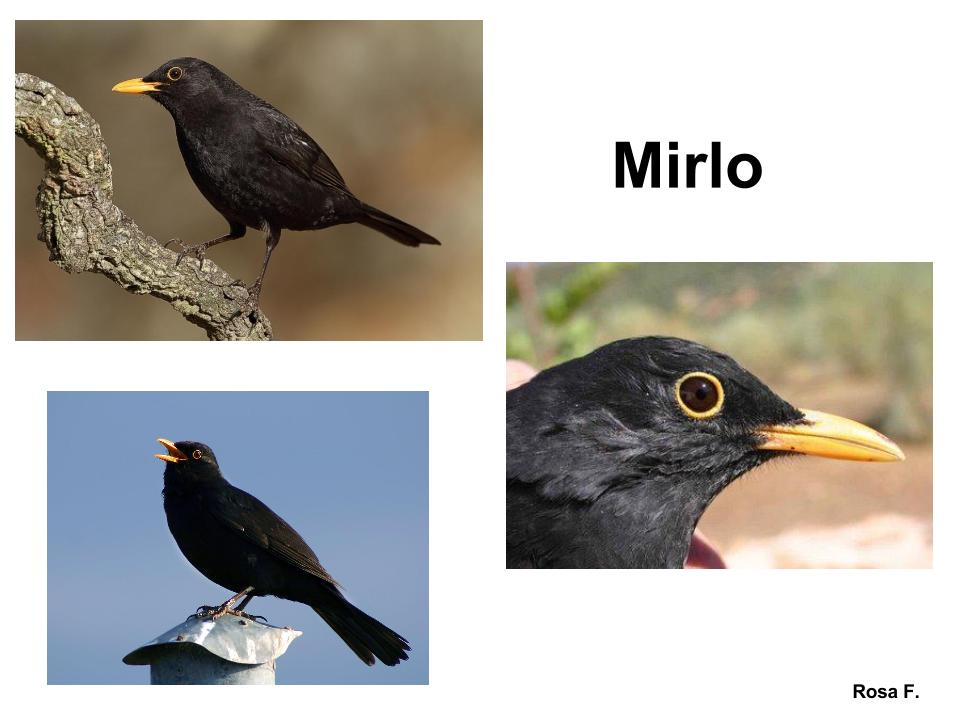 Vocabulario en imágenes. Maestra de Infantil y Primaria.: Pájaros y ...