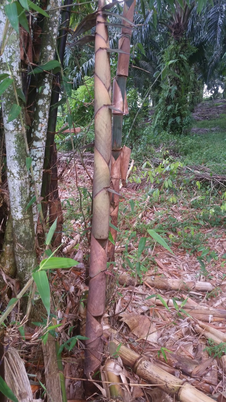 Warisan Petani: Pokok Buluh 1 : Buluh Betung.
