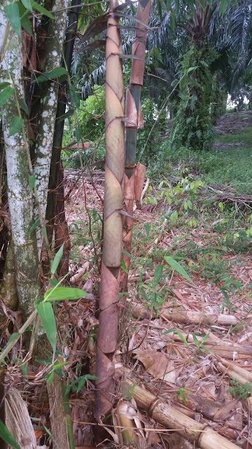 Warisan Petani: Pokok Buluh 1 : Buluh Betung.