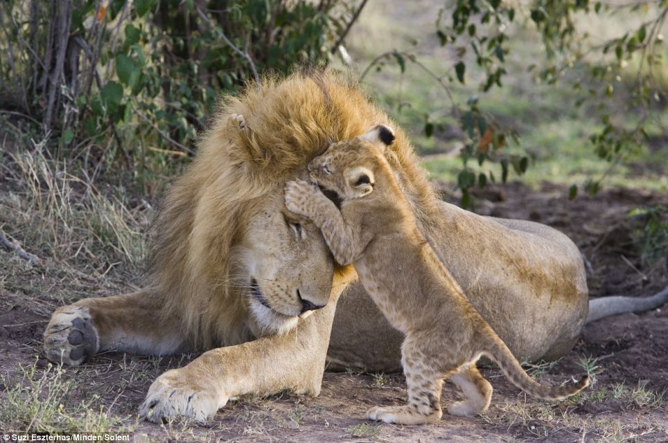 Lion cub meets his dad for the first time (5 pics) | Amazing Creatures