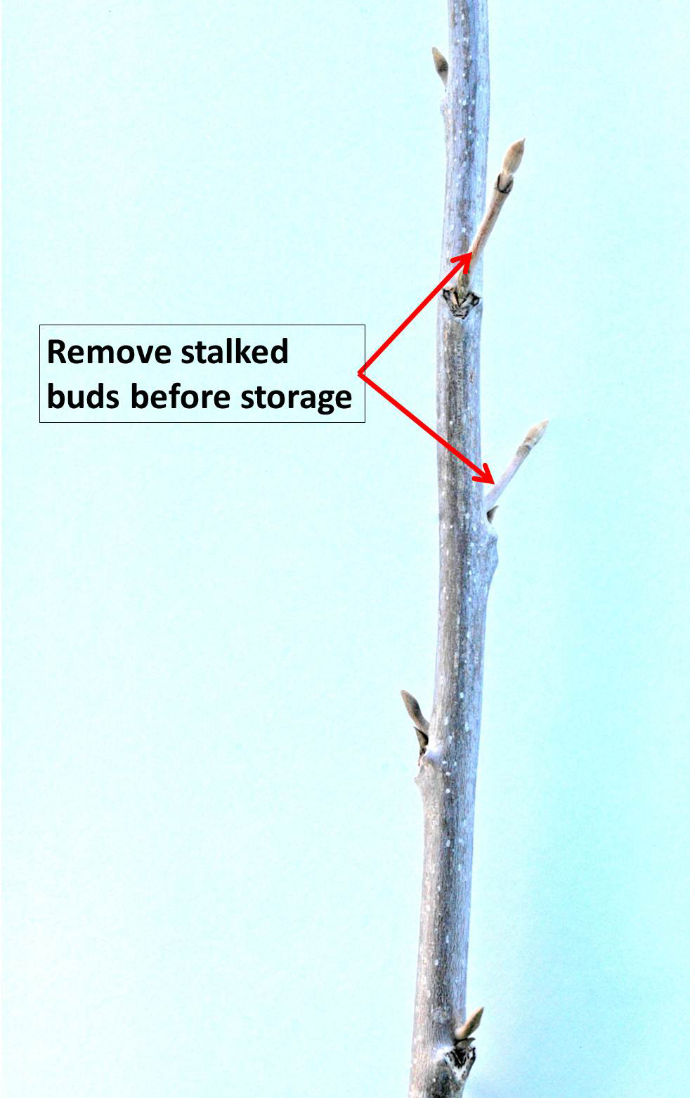 Northern Pecans: Tips for cutting pecan scionwood