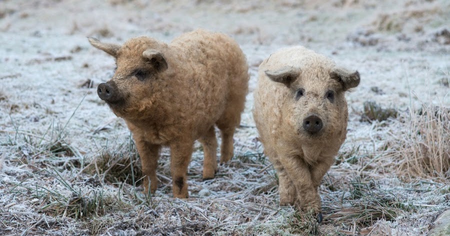 Arjunpuri in Qatar: 10 truly unique animals you won’t believe actually ...