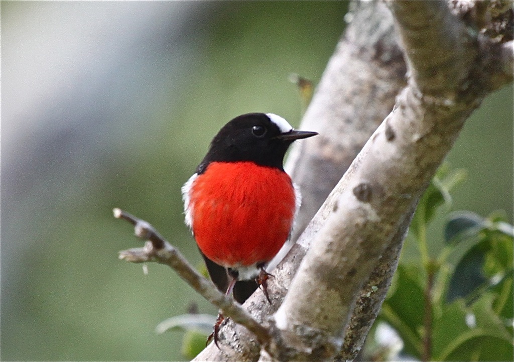 Jennifer Spry's Birding Blog: Norfolk Island 10th to 17th March