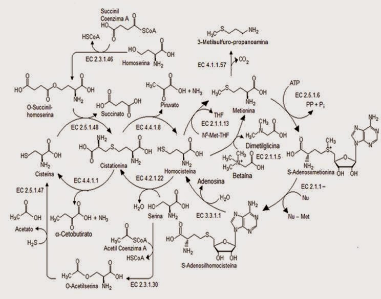 BIOQUÍMICA : Aminoácido