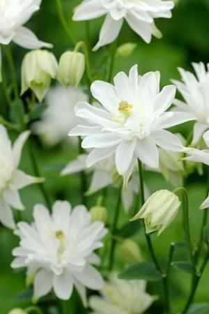 luv-zen: Ten Most rare and innocent White flowers