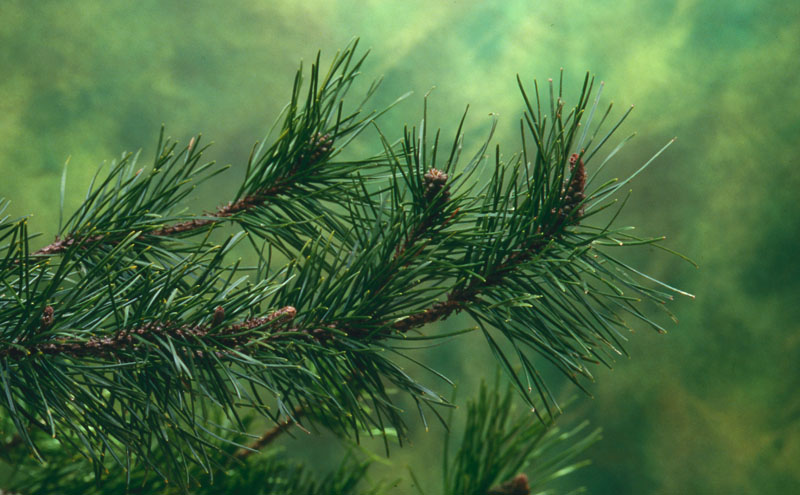 Trees Planet: Pinus Contorta – Lodgepole Pine