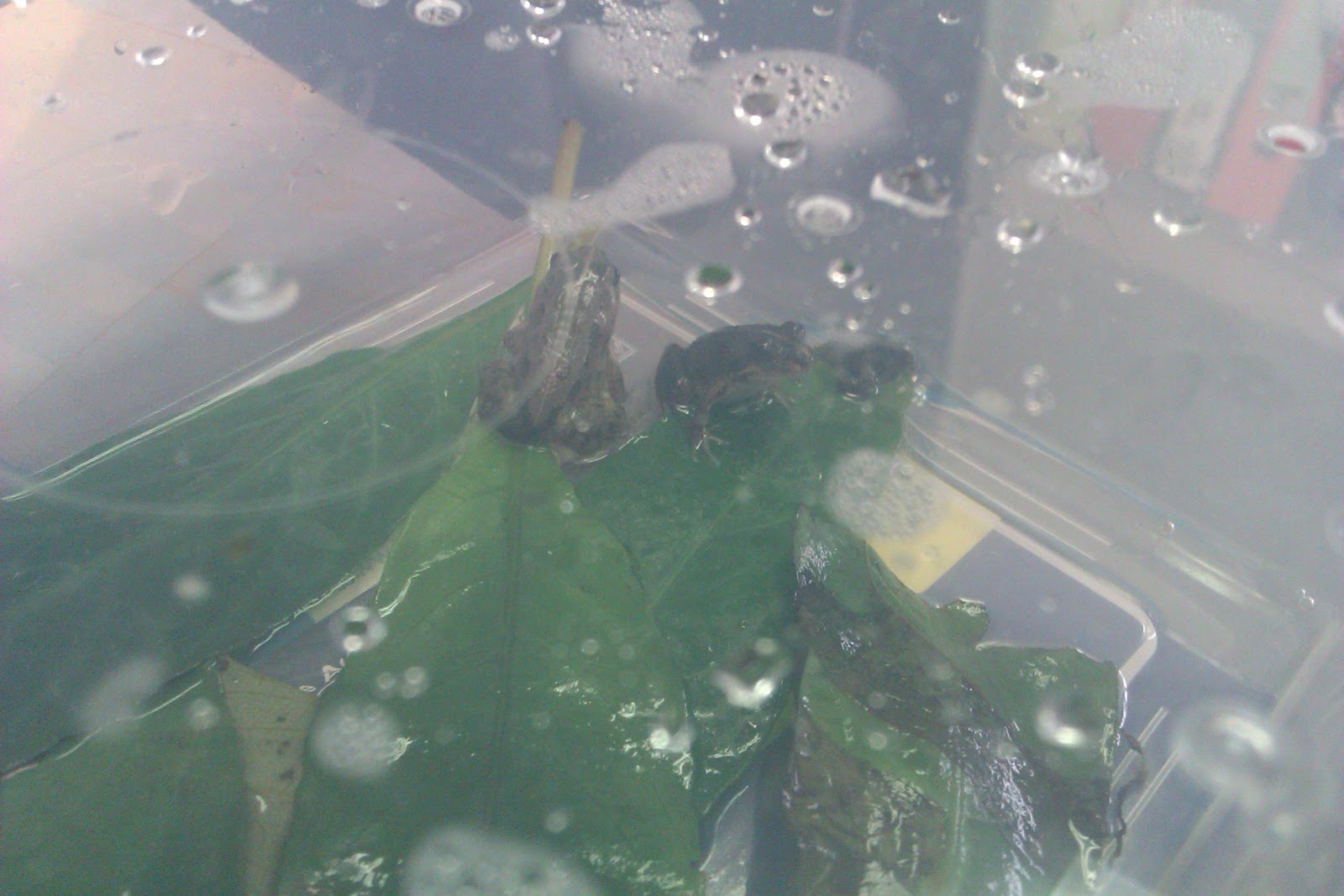 ACT Frogwatch Tadpole Kits