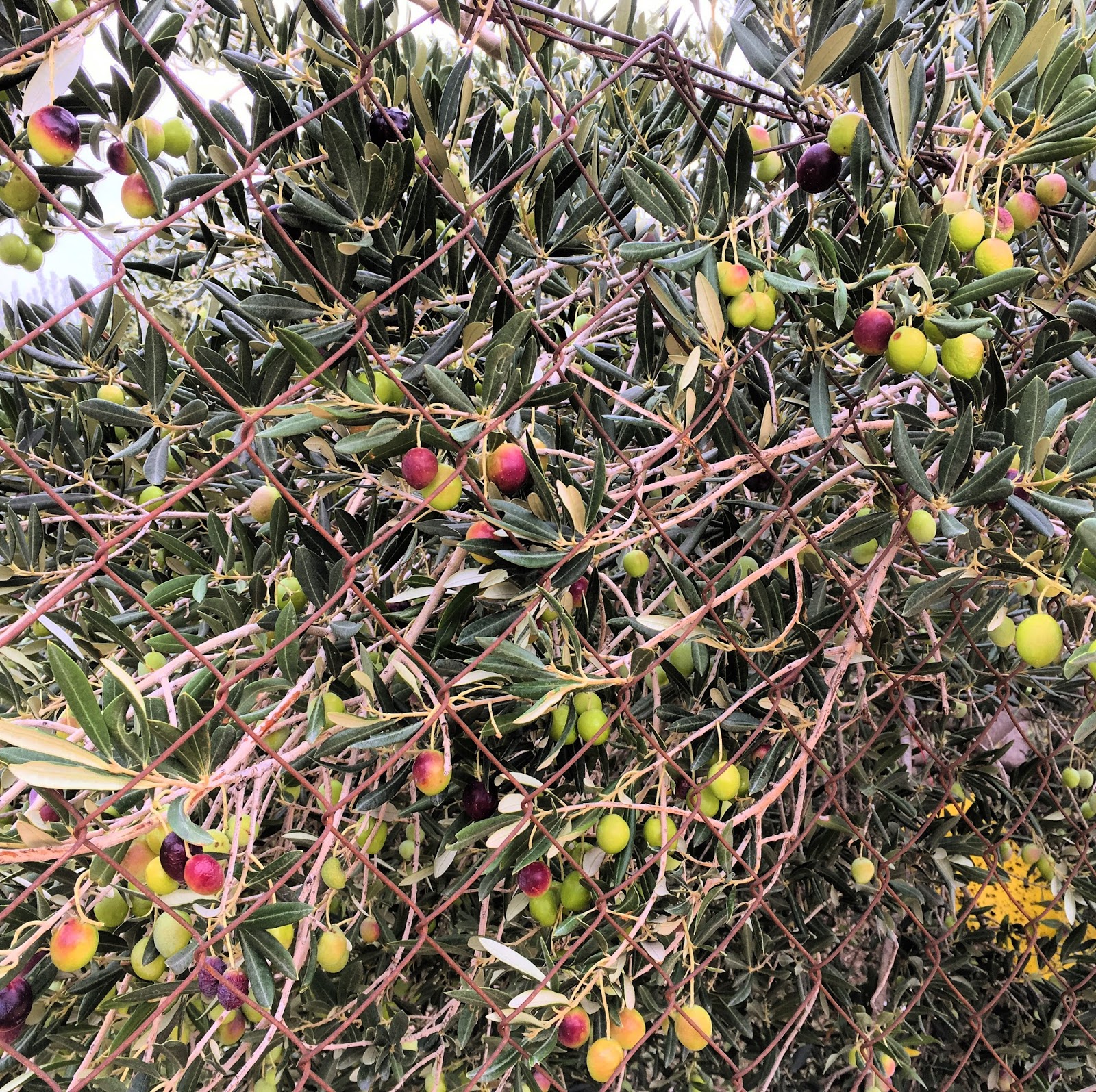 .jazzino.: Oliiviõliga lihtne kodugurmee: ürdi-küüslauguoliivid