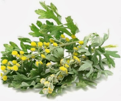 prirodno lecenje biljem