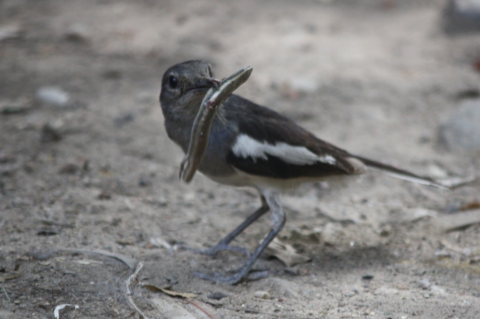 Birds in Delhi(India): Birds in Delhi