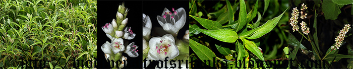 Biodiversity of Sri Lanka: සුදු කිඹුල්වැන්න[Sudu Kimbulwenna]/Water ...